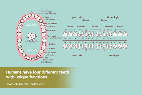 Why Teeth Are Amazing Structures: How They Function and Perform