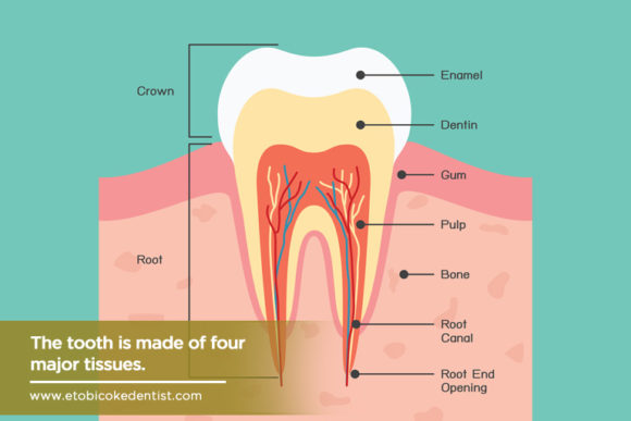 Why Teeth Are Amazing Structures: How They Function and Perform
